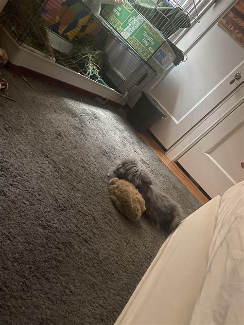 My Rabbit Sleeping With Her Rabbit 💕 Rrabbits