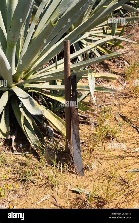 La Jima Is The Process Of Pruning The Agave By Cutting Its Leaves And