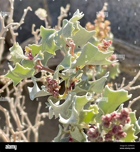 Desert Holly Atriplex Hymenelytra Plantae Desert Hot Springs Ca