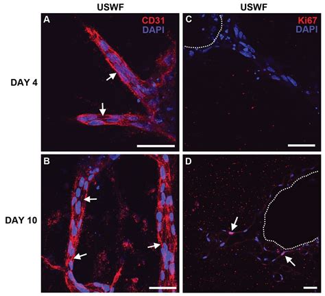 Cd31 Antibody 37 0700