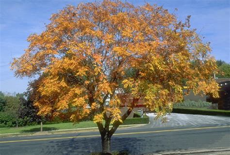 Golden Rain Tree David Rolston Landscape Architects