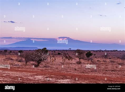 Mount Kilimanjaro Is A Dormant Volcano In Tanzania It Is The Highest