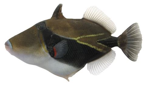 Redtooth Triggerfish Odonus Niger Rüppell 1837 The Australian Museum