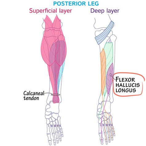 Gross Anatomy Glossary Flexor Hallucis Longus Ditki Medical