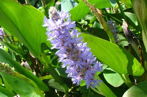 Factsheet Pontederia Cordata Pickerel Weed