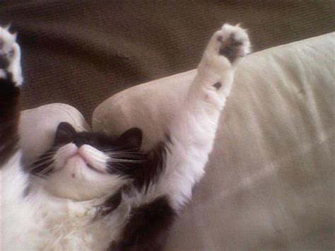 Rambo Kitty Black And White Cat