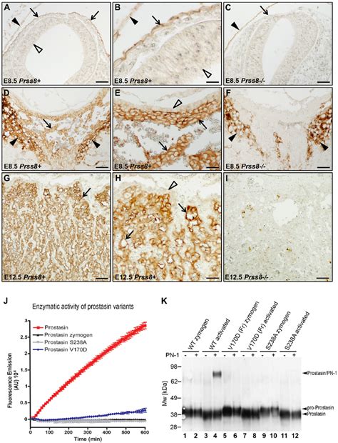 Prostasin Expression In Embryonic And Extraembryonic Tissues Ac