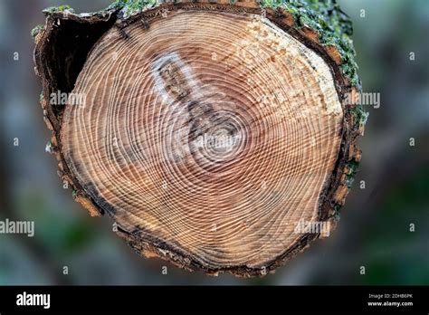 The End Part Of A Tree Cut Straight In The Forest Stands Out Against A