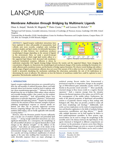 Pdf Membrane Adhesion Through Bridging By Multimeric Ligands