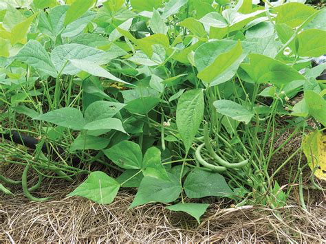 SOIL FERTILITY SbS Gardening