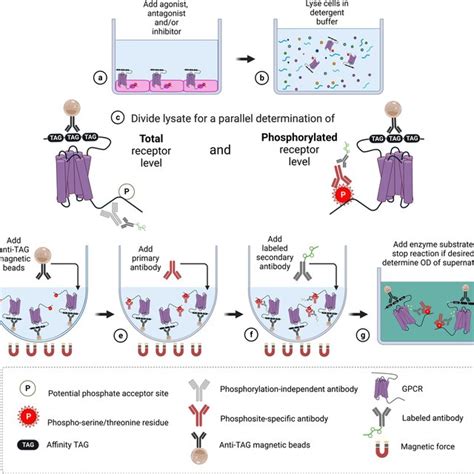 Step By Step Flowchart Showing The 7tm Phosphorylation Assay Protocol A Download Scientific