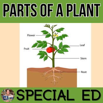 Parts Of A Plant Worksheets Label Parts Of A Plant Cut And Paste Special