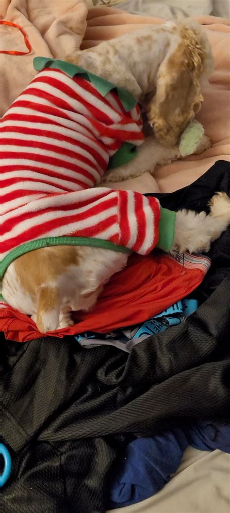 Izzy Playing With Her Turtle R Cockerspaniel