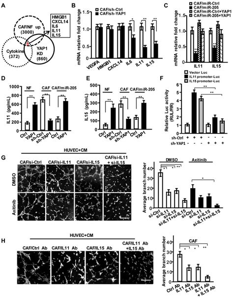 Il11 And Il15 Are Required For Yap1 Induced Vegf Independent Download Scientific Diagram