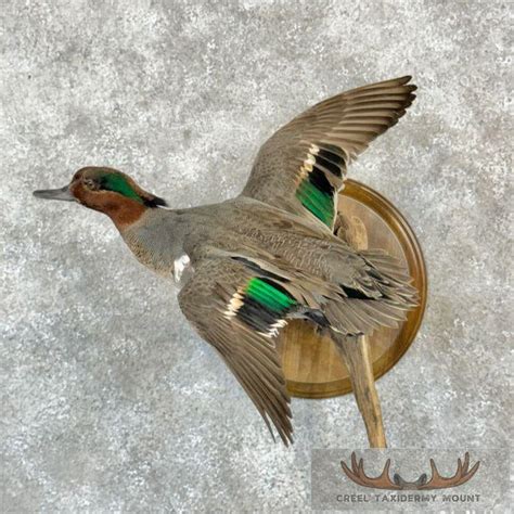 Green Winged Teal Duck Taxidermy For Sale Creel Taxidermy