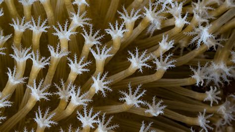 Coral Polyps