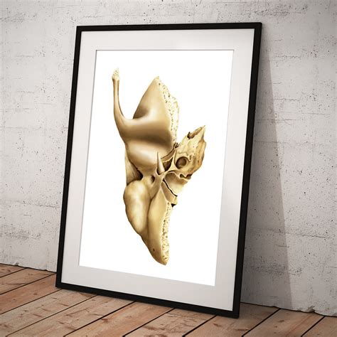 Temporal Bone 6 Art Print By Science Photo Library Pixels Merch