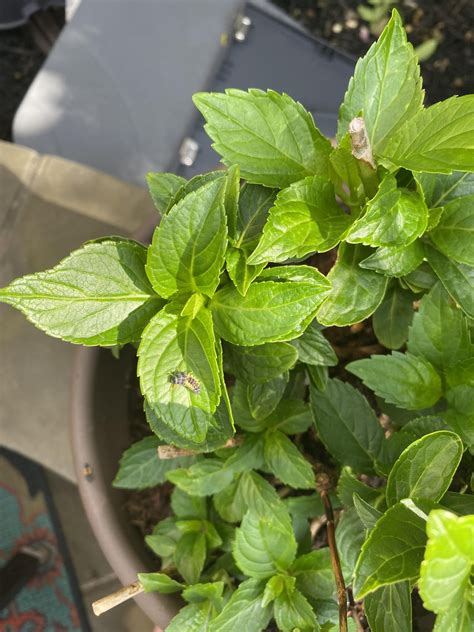 Bug On Hydrangea Rplantclinic