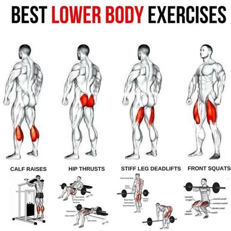 Muscle Anatomy Exercises