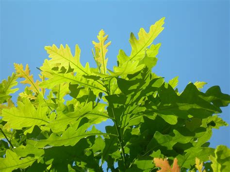 Quercus Macrocarpa Bur Oak Mossycup Oak Van Den Berk Nurseries