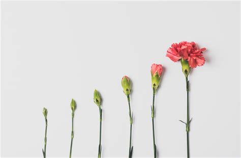 Confessions Of A New Ecmo Specialist 12 Rules To Keep Me Sa