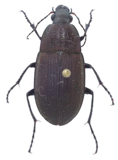 Chlaenius Tomentosus Bugguidenet
