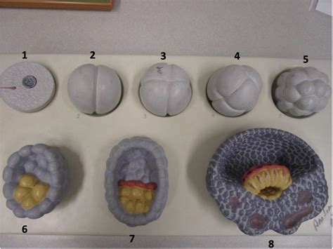 Embryo Stages 1 8 Model Diagram Quizlet