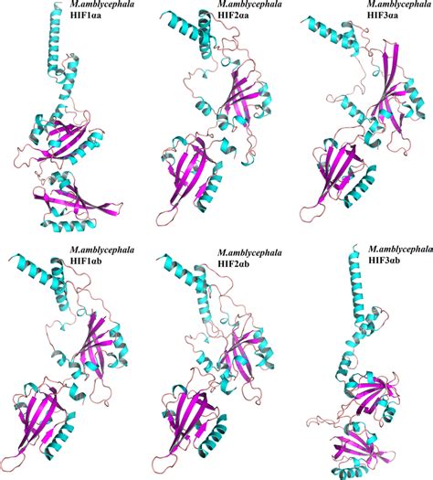 Predicted Secondary Structure Of Hifαs In Blunt Snout Bream Amino Acid Download Scientific