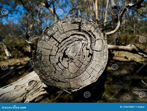 Circular Pattern Of Rings In The Middle Of Tree Log Stock Image Image Circular Pattern Of Rings In The Middle Of Tree Log Stock Image Image