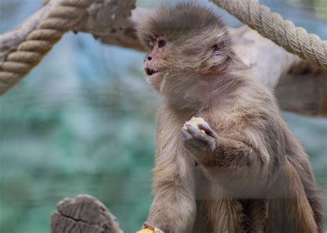 La Conservación De Los Primates Depende De La Empatía Humana