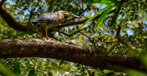 Bosque Protector La Prosperina