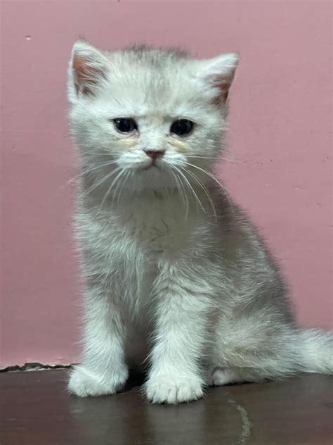 Is This Bsh Kitten Rbritishshorthair