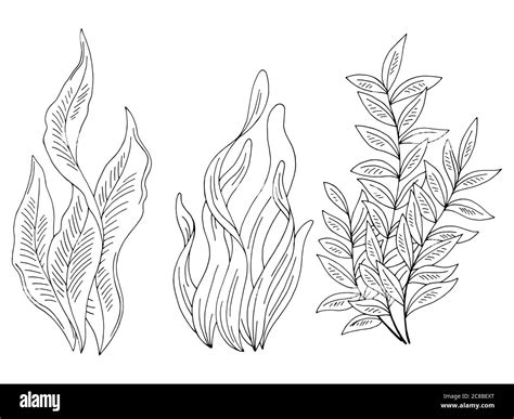 Seaweed Drawing