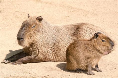 Capybara Hydrochoerus Hydrochaeris Is The Largest Rodent In Th Stock