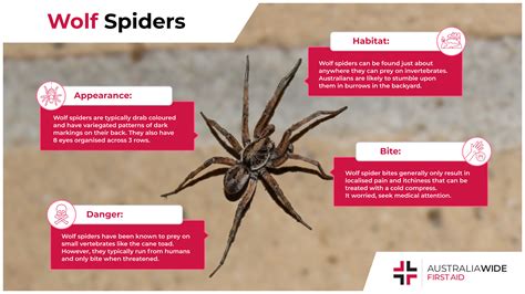 Wolf Spider Identification Chart