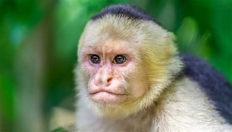 White Headed Monkey