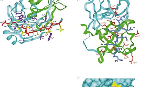 structural models of the ns2b cofactor and substrate interactions with