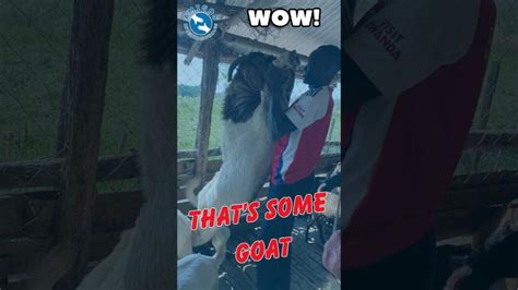 Meet The Giant Daddy Goat Of Ogul Village Uganda Michael Ryer