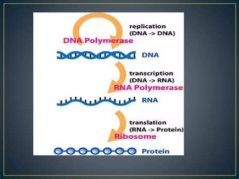Selection And Screening Of Recombinant Cells And Expression Of Recombinant 2 1 Pptx