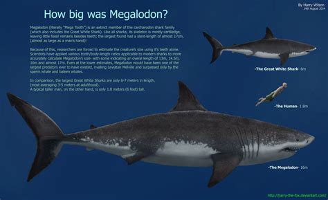 Megalodon Shark Size Chart Educational Chart Resources