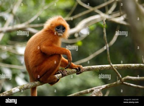 Maroon Leaf Monkey Presbytis Rubicunda Aka Maroon Langur Red Leaf
