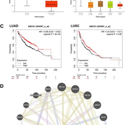 Abcg1 Gene Expression Interaction And Its Expression Impact On The