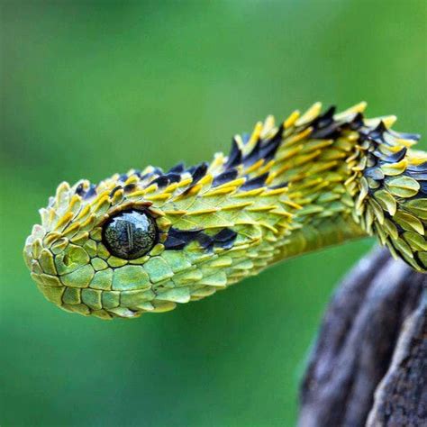 Yanitza Trosel Youtube