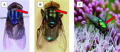 Understanding The New World Screwworm Biology Identification And