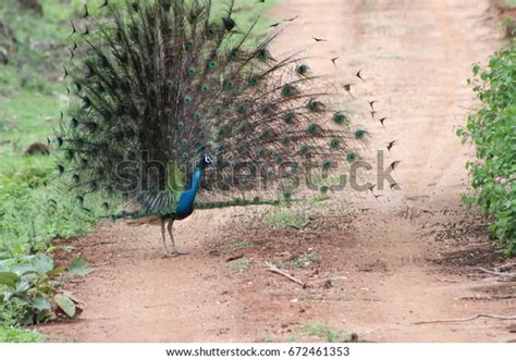 1 Peacock Opening Feather Impress Partner Sign Welcoming Royalty Free