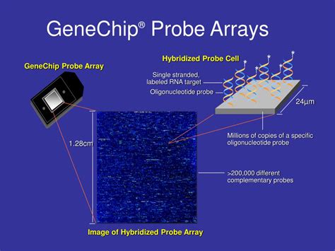Ppt Gene Expression Bmi 731 Winter 2005 Powerpoint Presentation Free Download Id388051