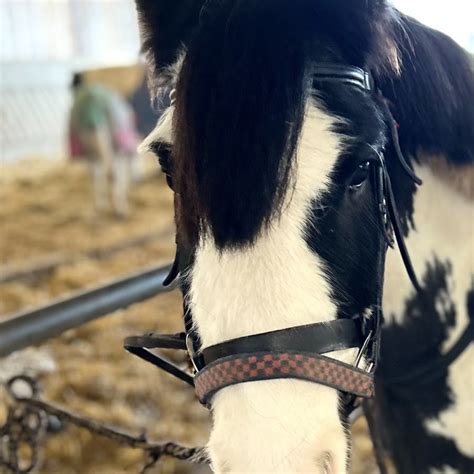 Phoebe Powell Youtube