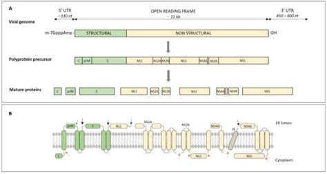 Tick Borne Encephalitis From Tick To Pathology Pcetsk