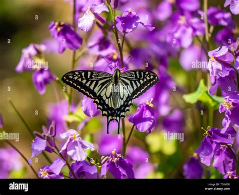 An Asian Swallowtail Butterfly Papilio Xuthus Feeds From Annual