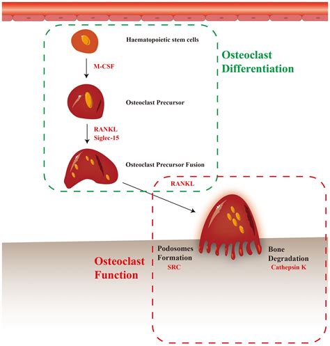 What Triggers Osteoclasts